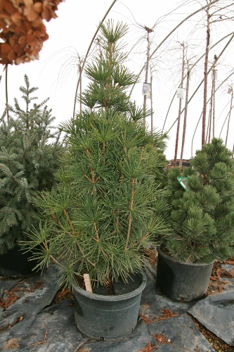 How to Plant a Tree and Keep It Alive in the City - Perennial Nursery