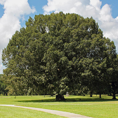 Buy Chestnut Oak Trees | Fast Growing Tree Nursery