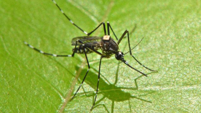 How to minimise mosquitoes in your backyard and home - mosquitonets.com.au
