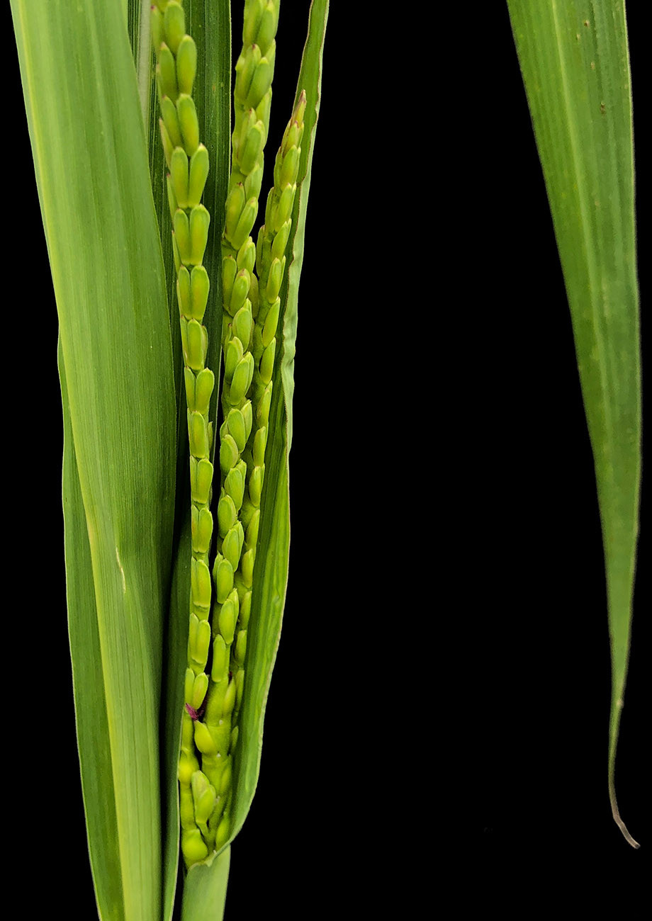 Eastern Gamagrass Rolling Plains | Native American Seed