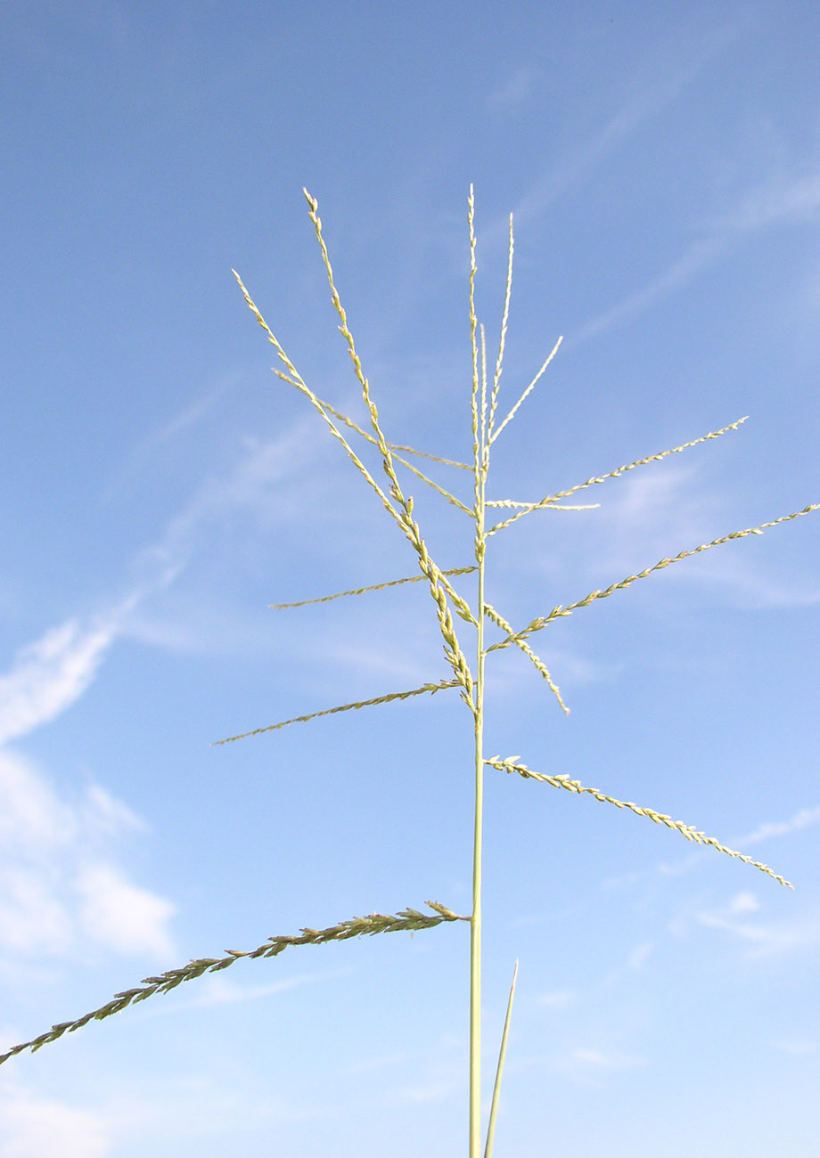 Green Sprangletop | Native American Seed