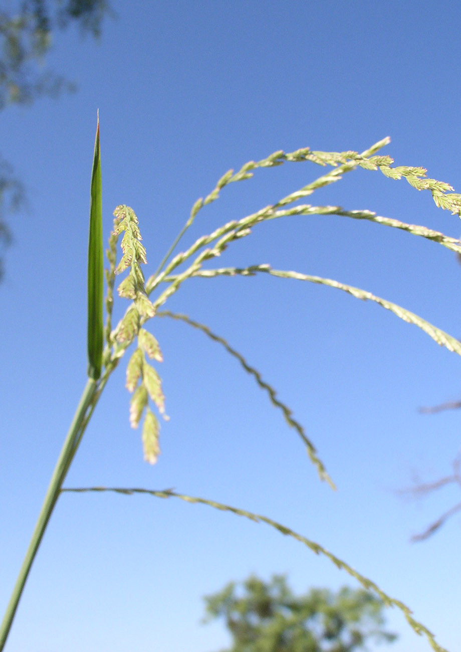 Green Sprangletop | Native American Seed