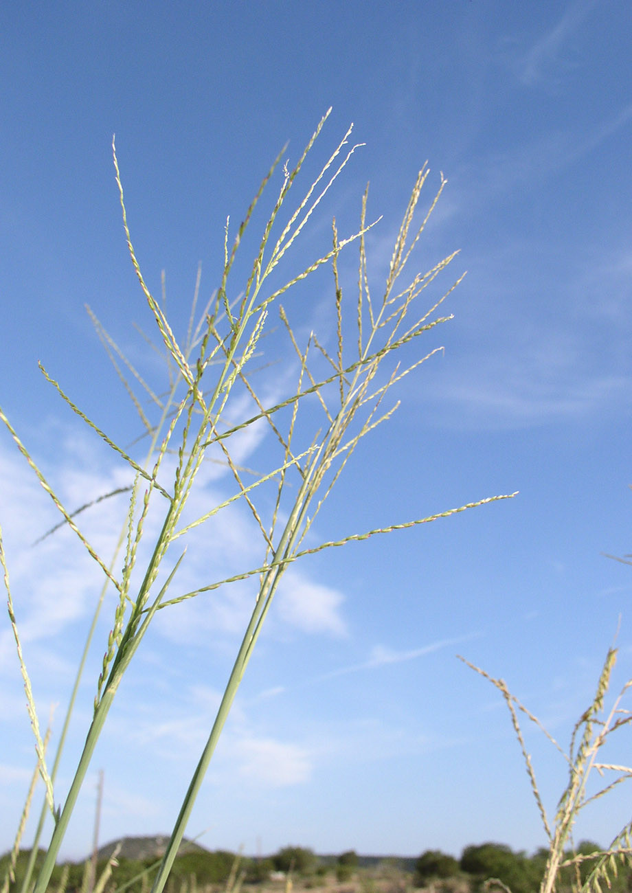 Green Sprangletop | Native American Seed