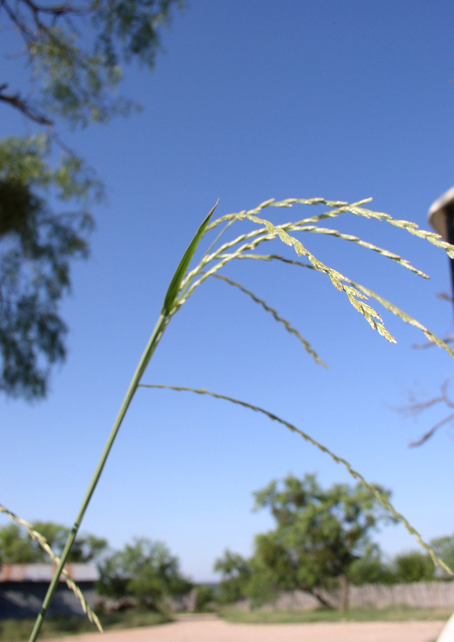 Green Sprangletop | Native American Seed