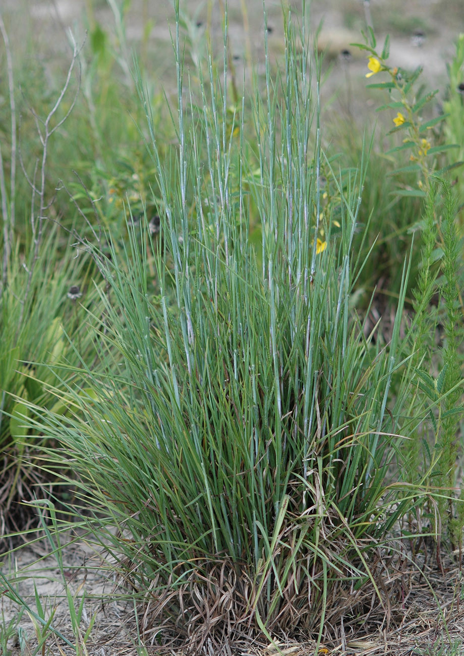 Little Bluestem | Native American Seed