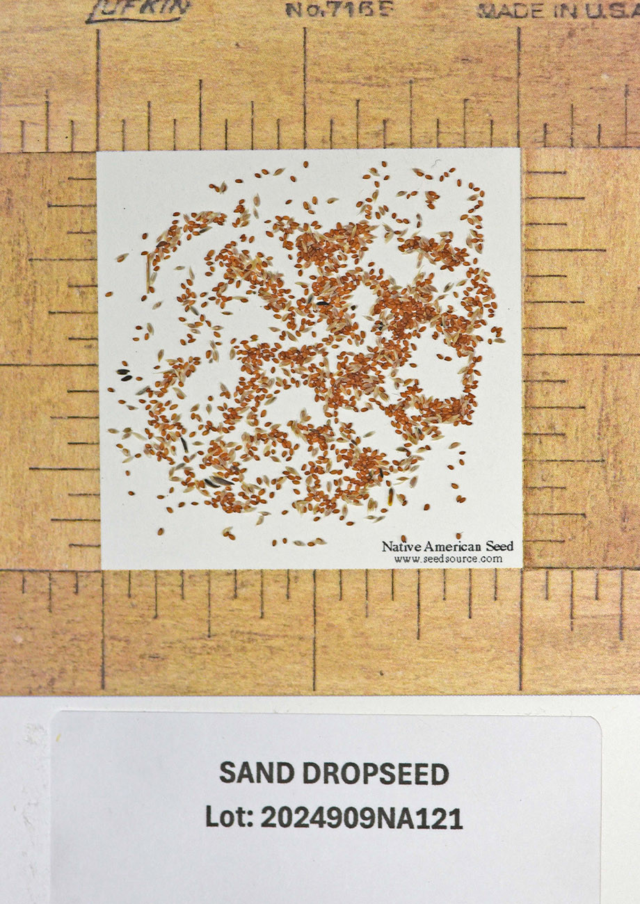 Sand Dropseed | Native American Seed