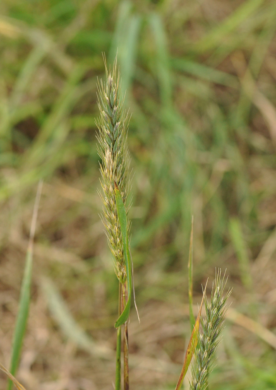 Virginia Wildrye | Native American Seed