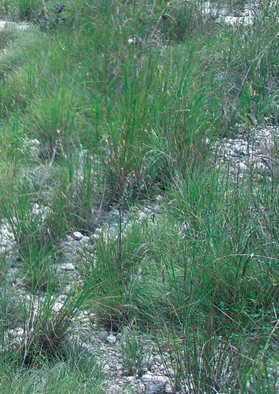 Native Seeds | Native American Seed