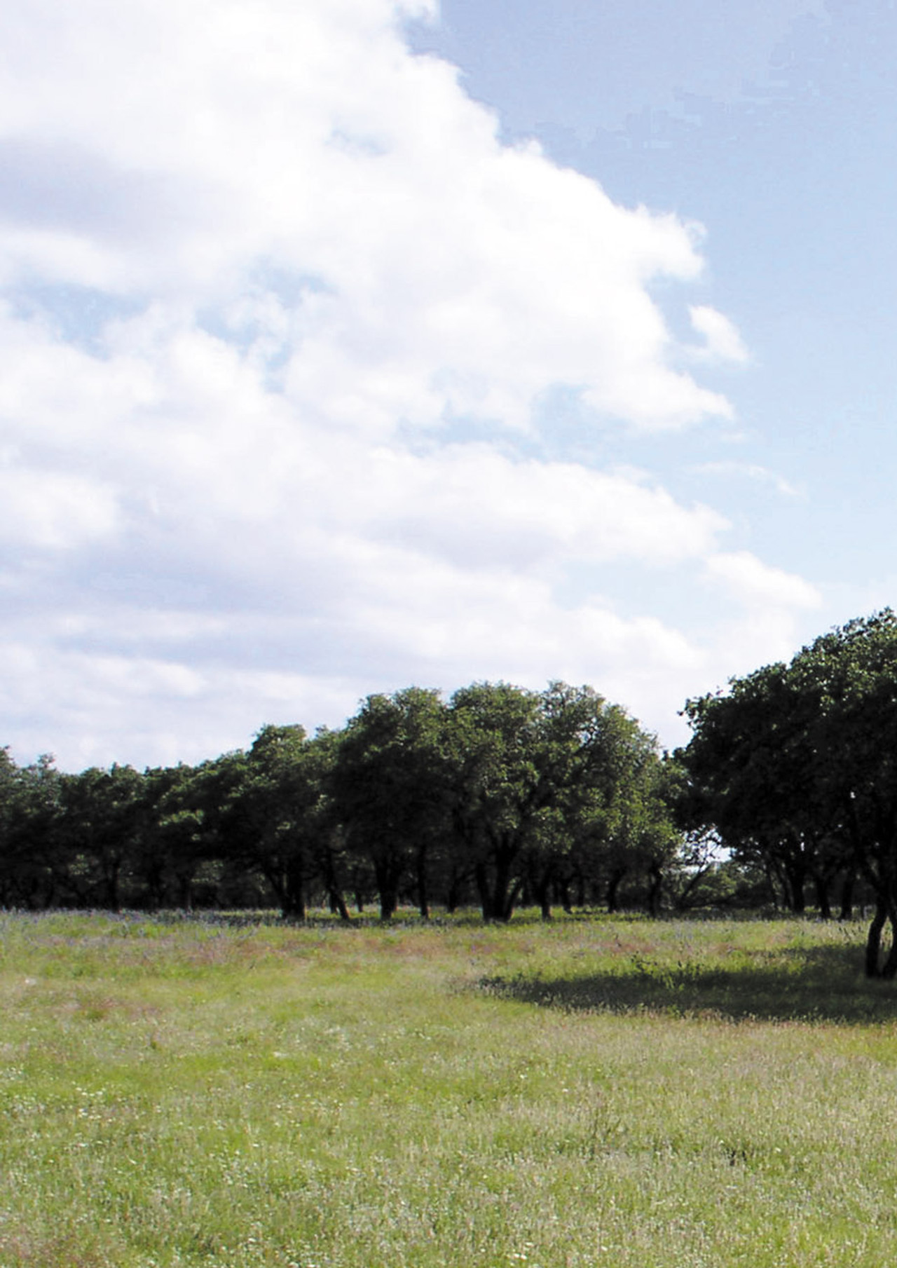 Native Seeds | Native American Seed