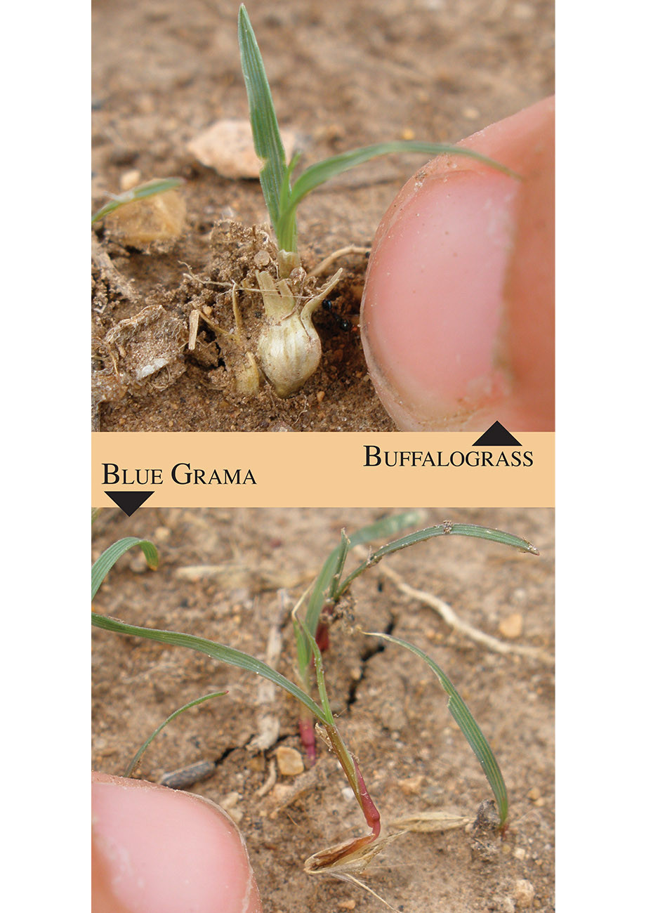 Native Sun Turf | Native American Seed