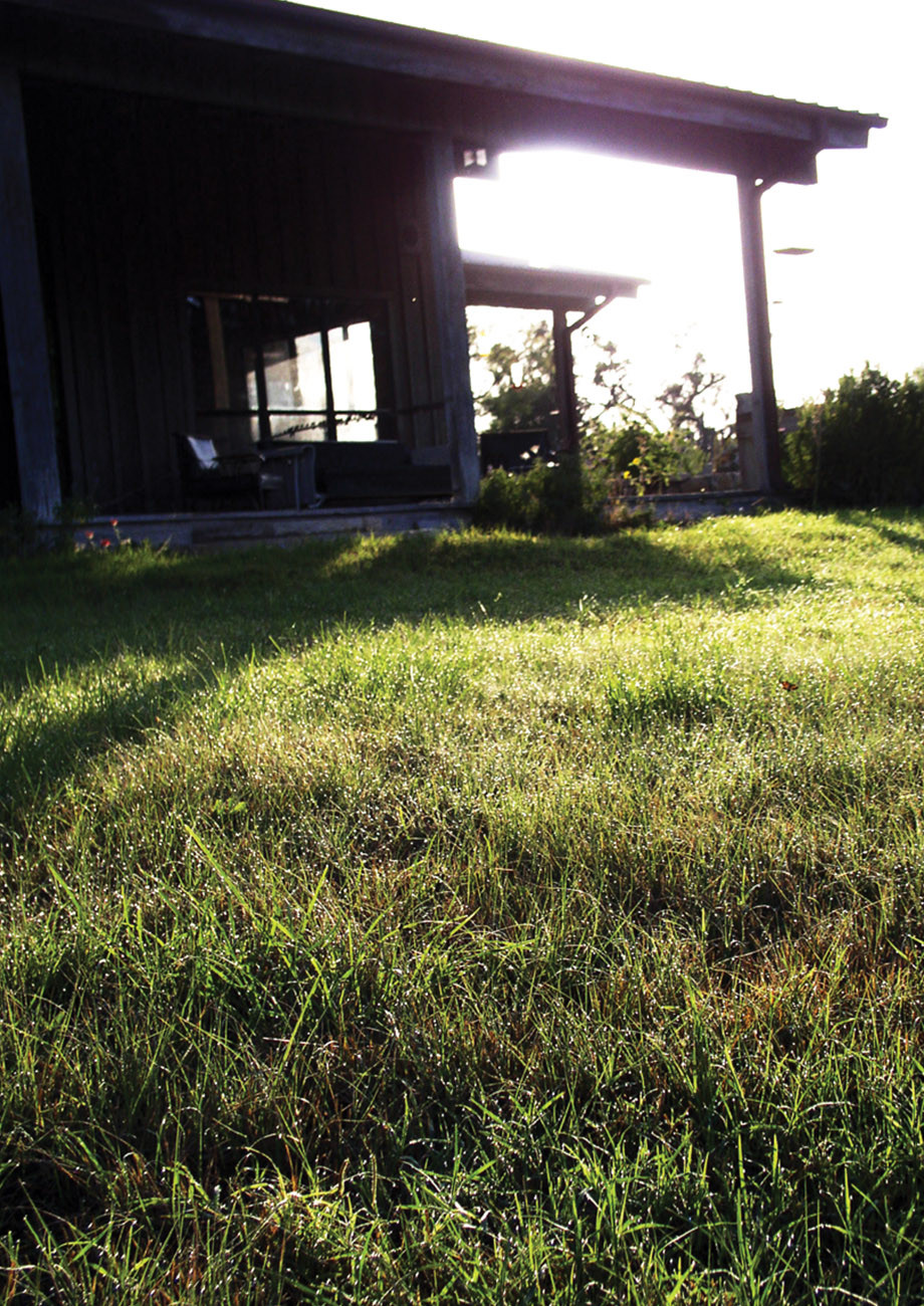 Native Sun Turf | Native American Seed