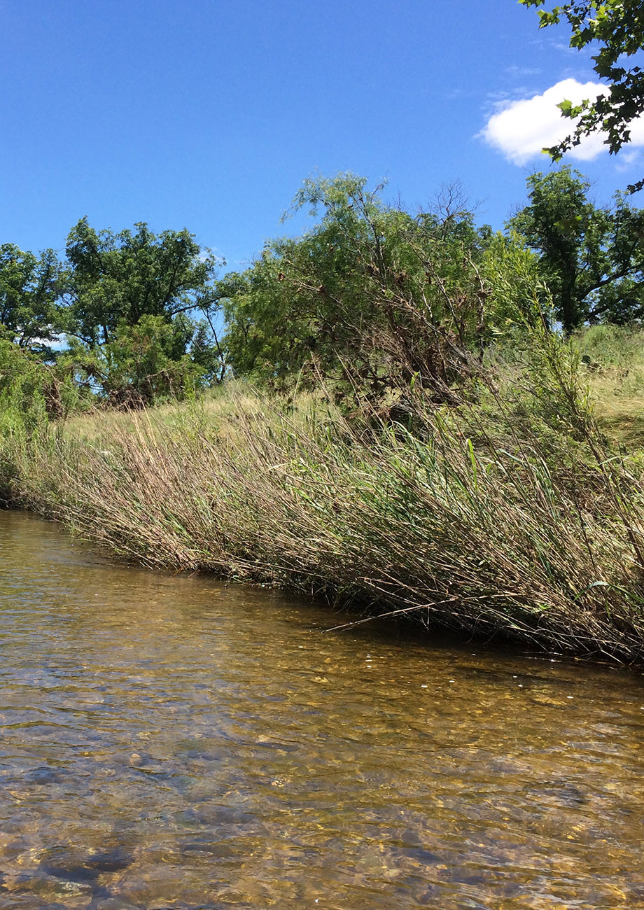 Riparian Recovery Mix | Native American Seed