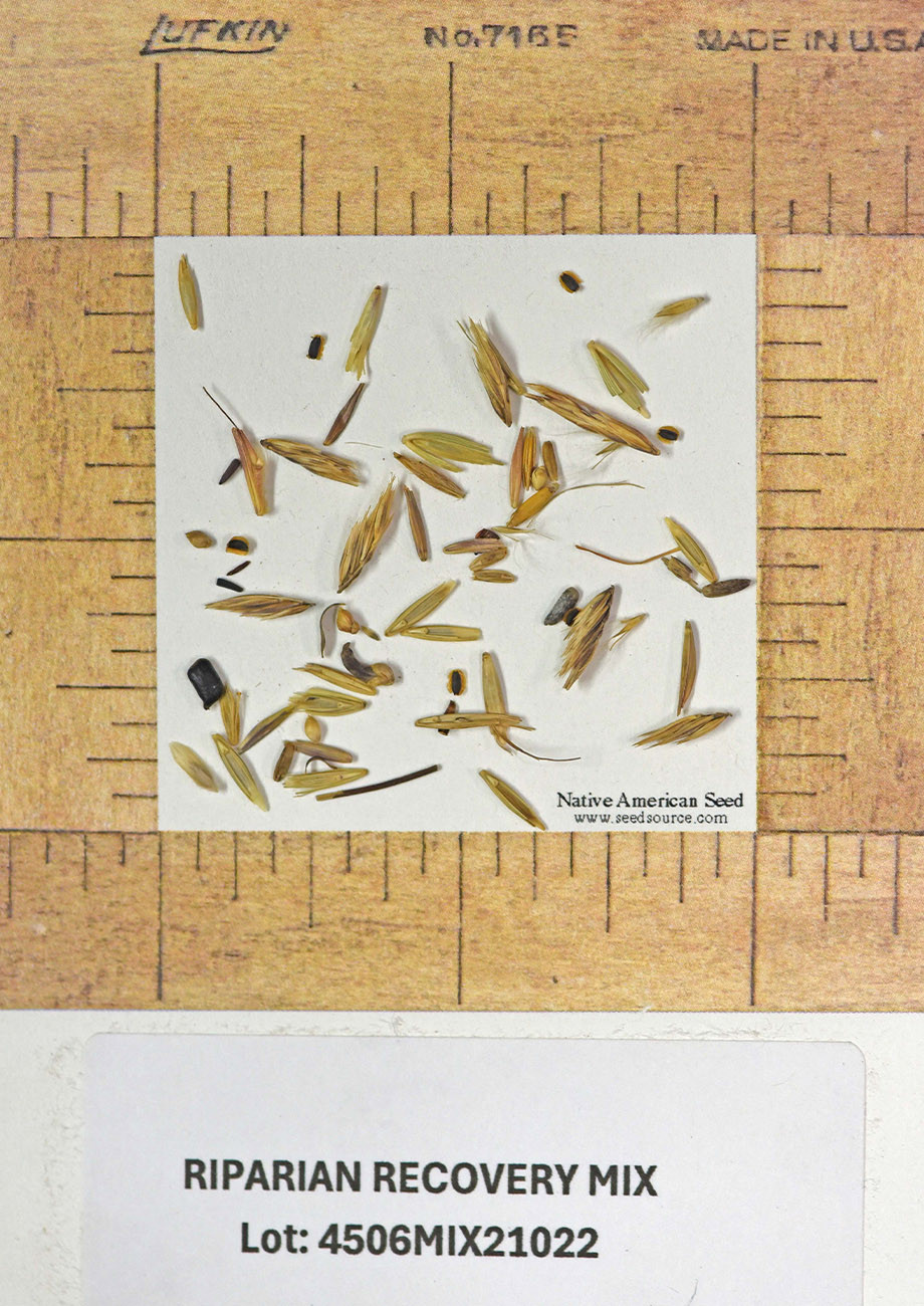 Riparian Recovery Mix | Native American Seed
