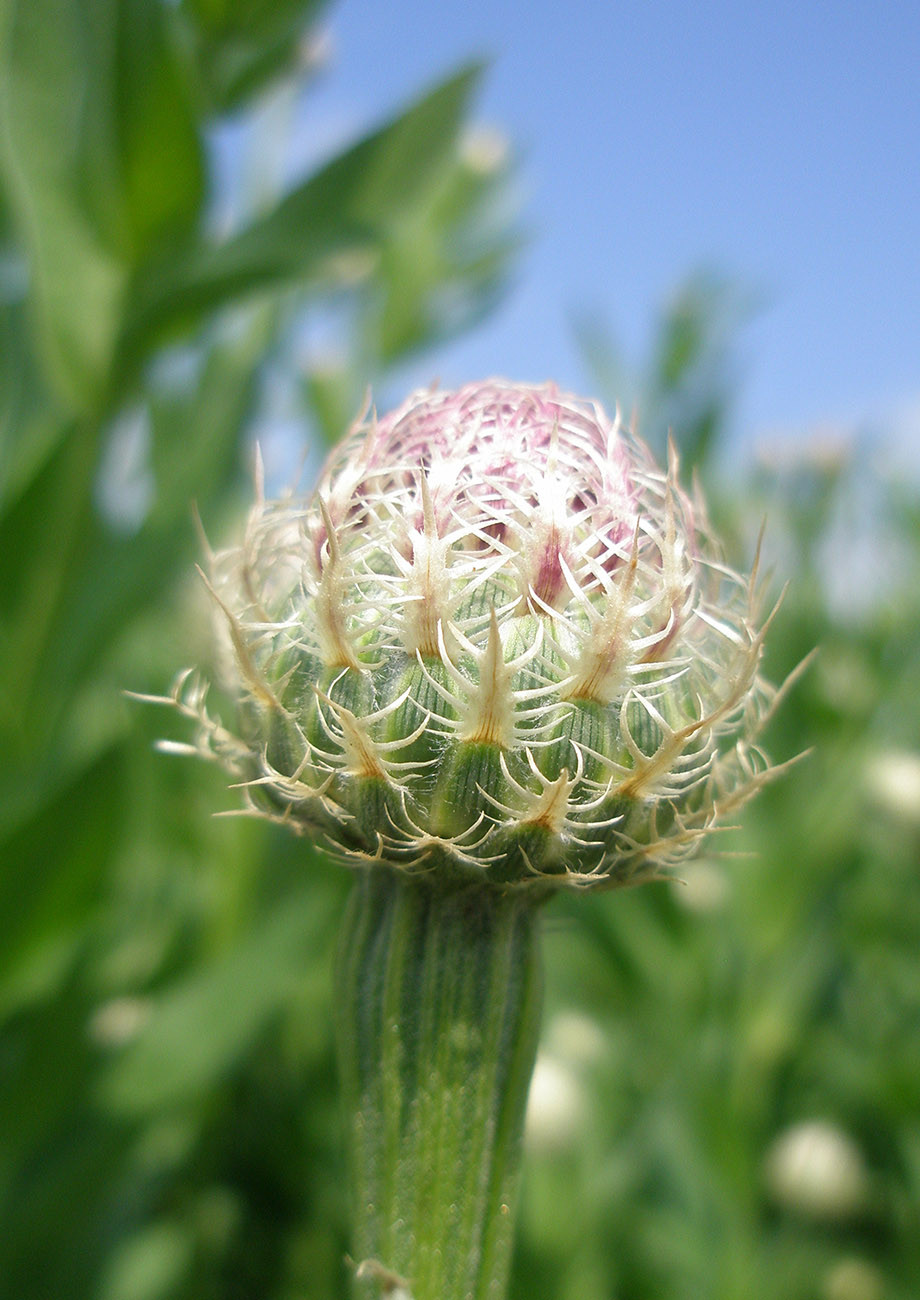 American Basketflower | Native American Seed