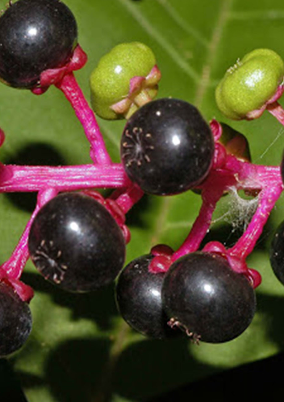 American Pokeweed | Native American Seed