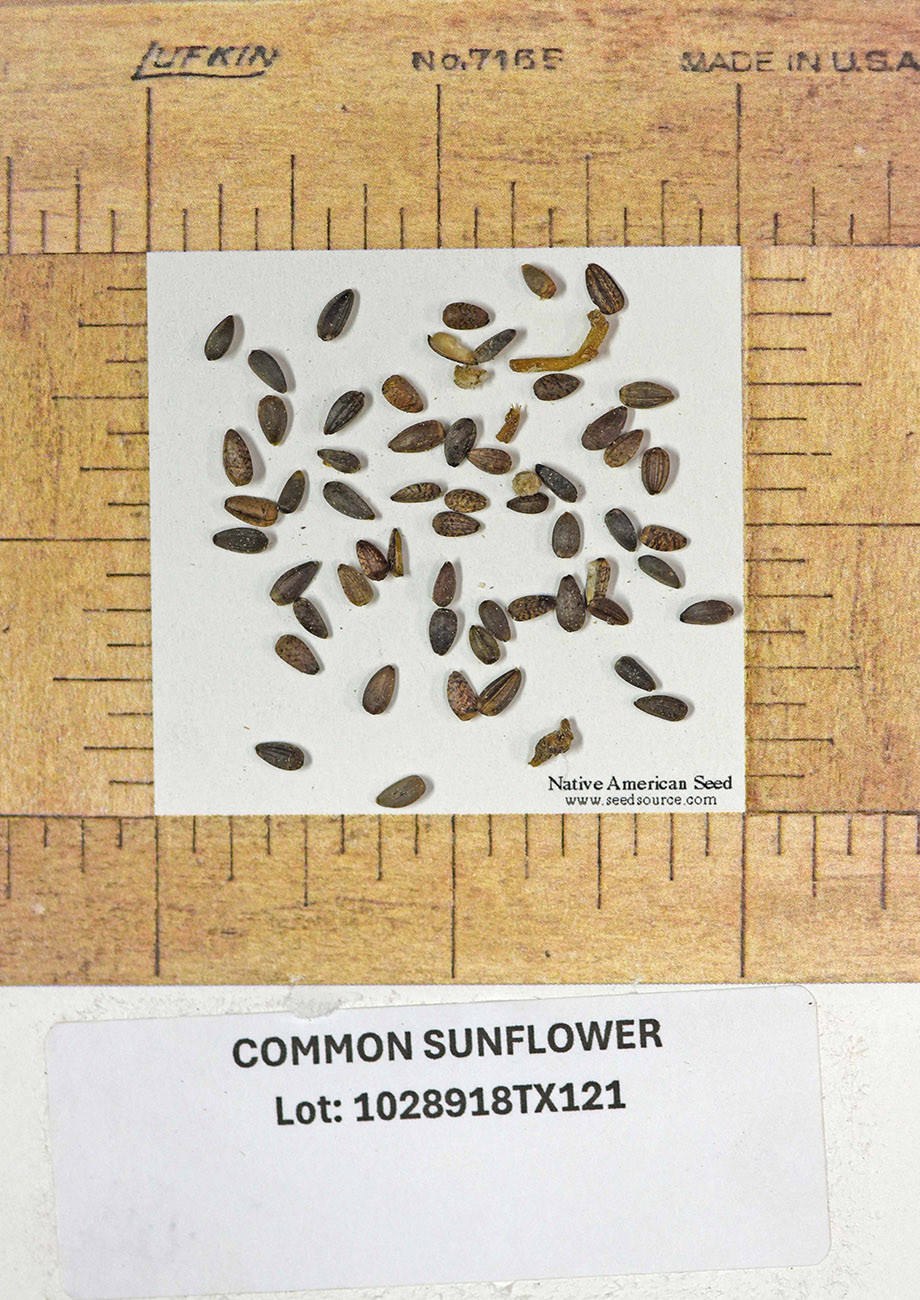Common Sunflower | Native American Seed