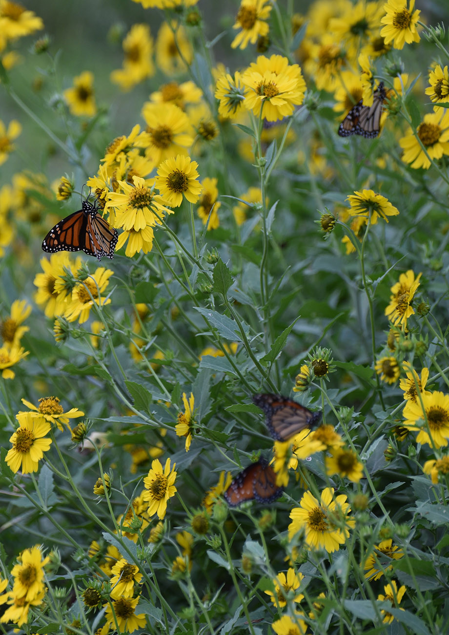 Cowpen Daisy | Native American Seed