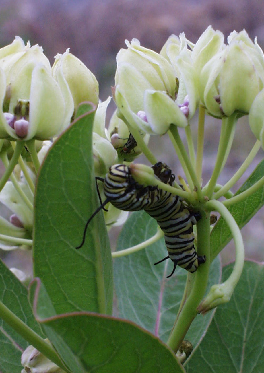 Butterfly Weed | Native American Seed