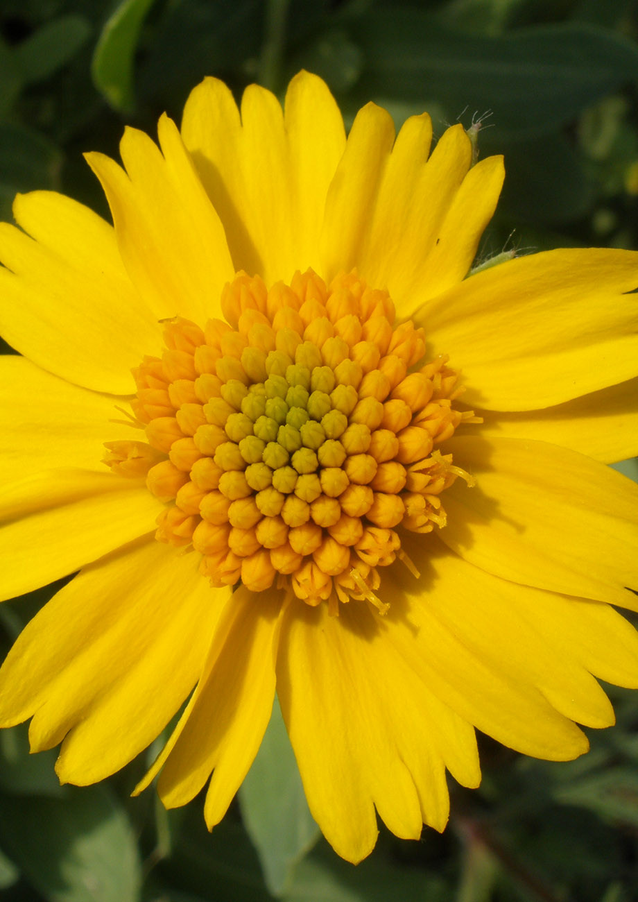 Tahoka Daisy | Native American Seed