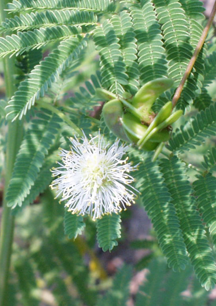 Illinois Bundleflower | Native American Seed