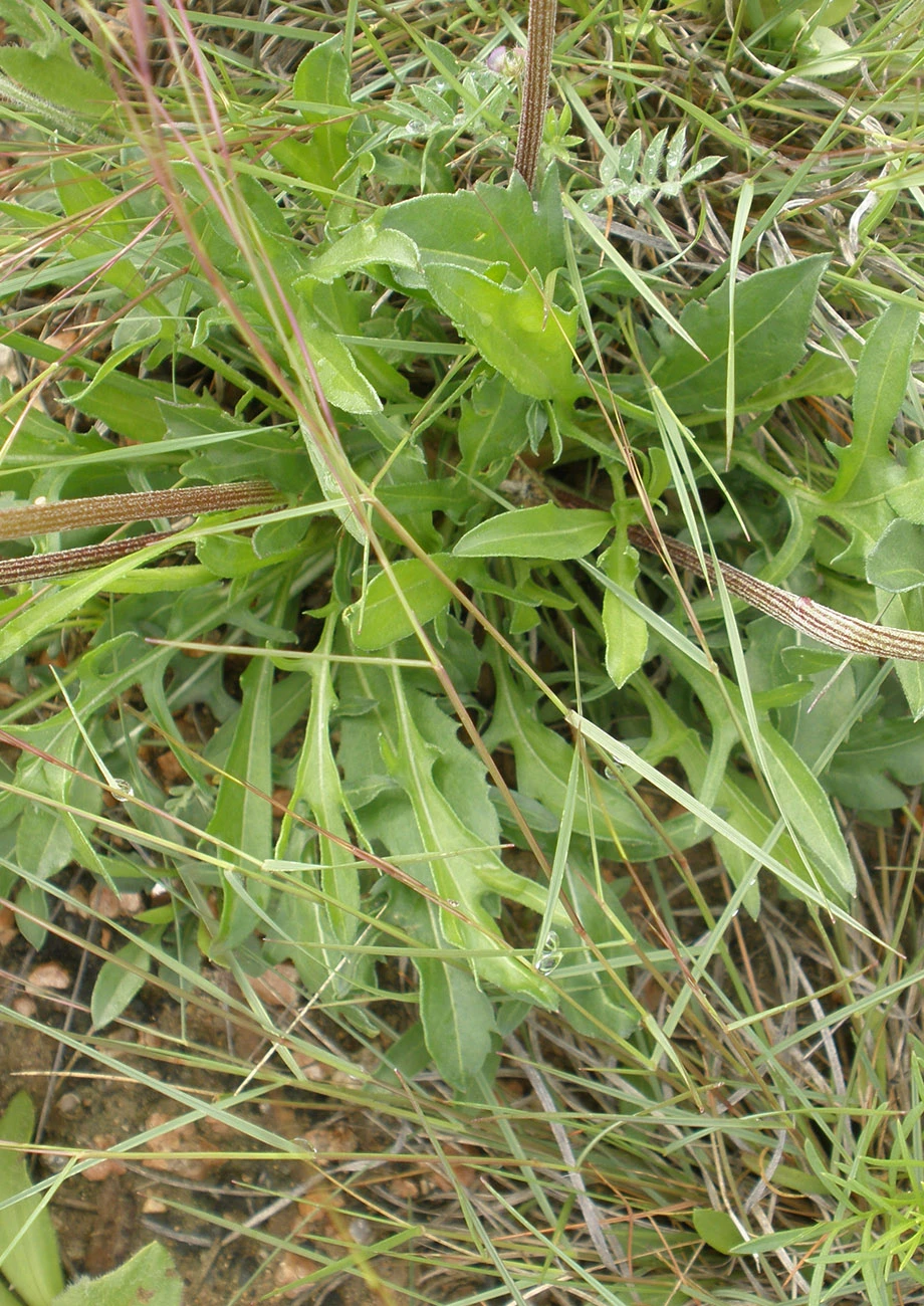 Pincushion Daisy | Native American Seed