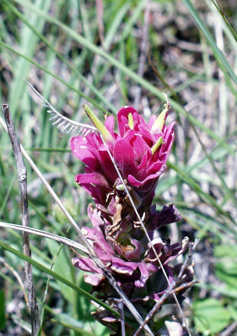 Purple Prairie Clover | Native American Seed