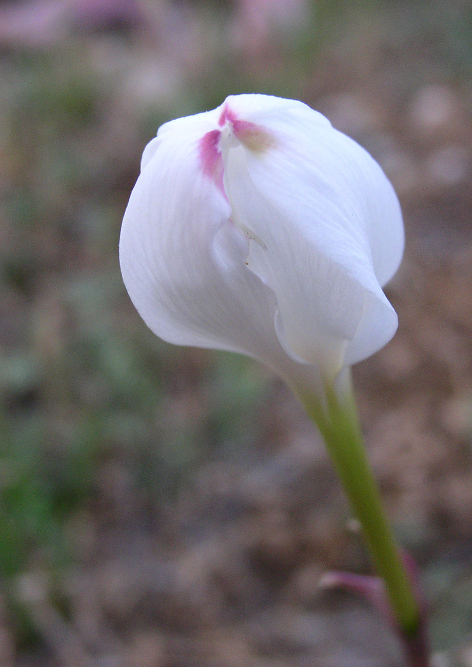Rain Lily | Native American Seed