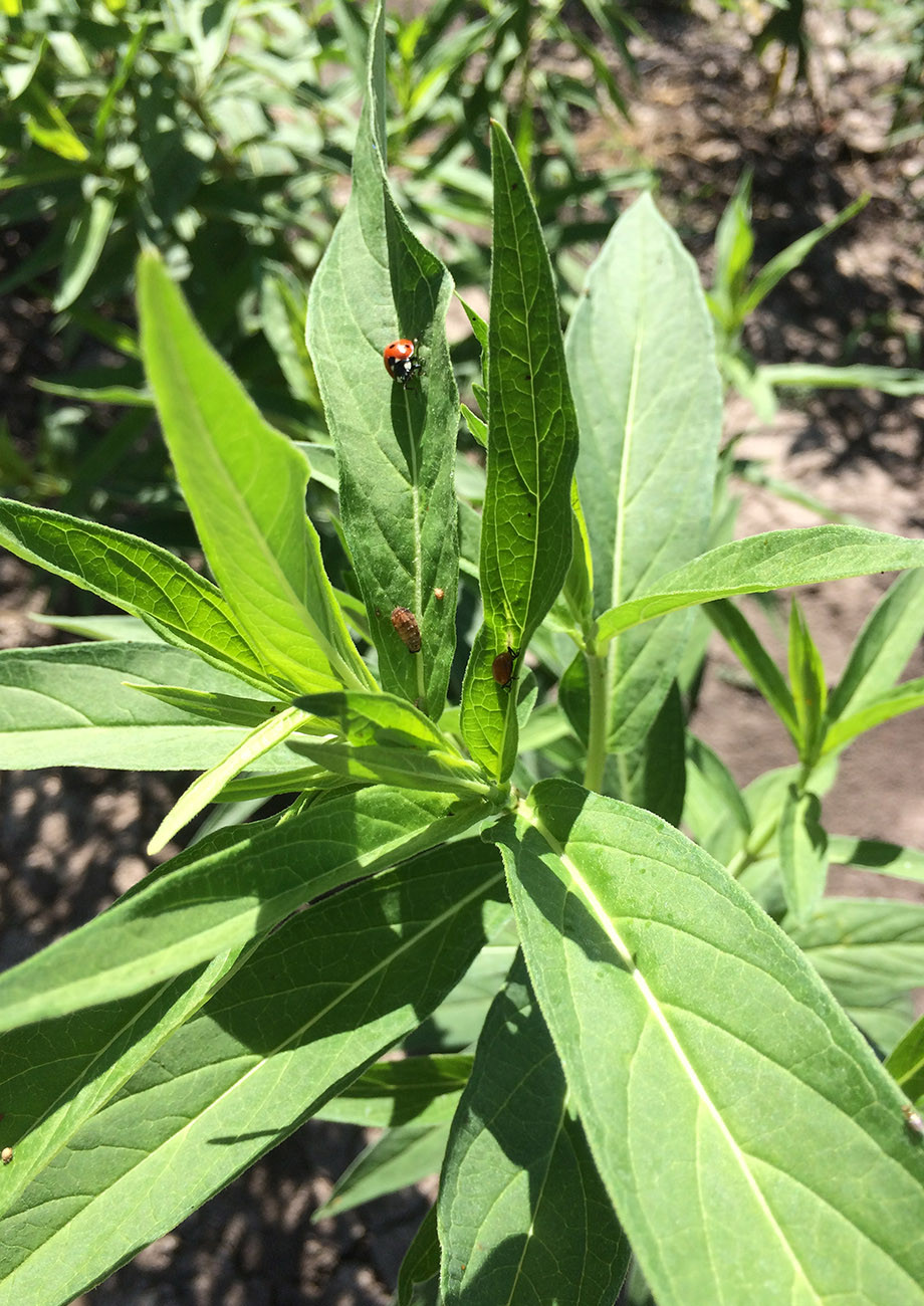 Swamp Milkweed | Native American Seed