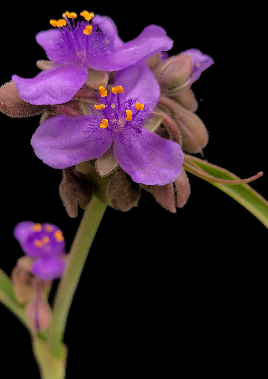 Spiderwort | Native American Seed