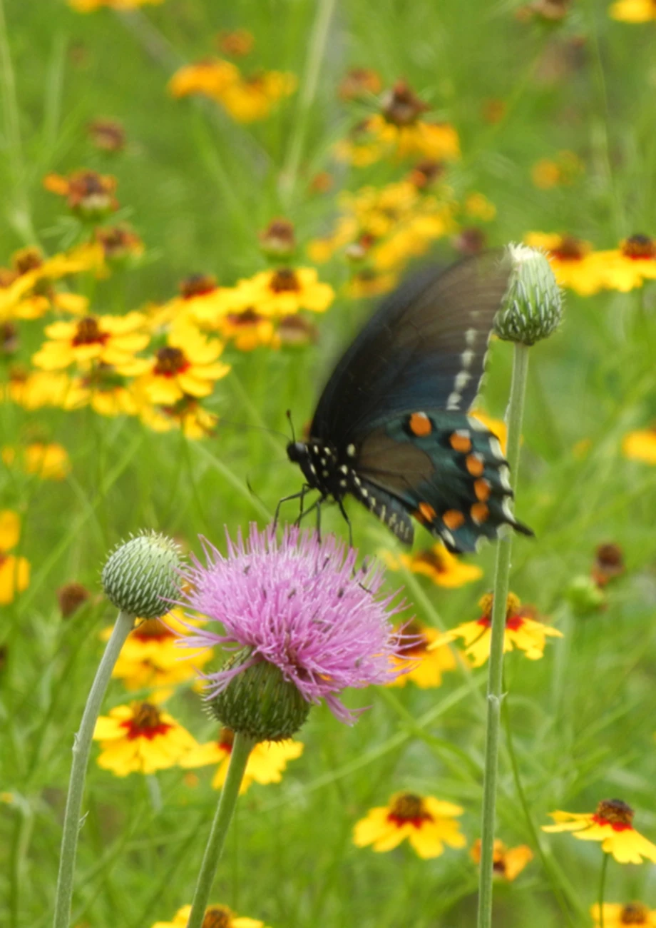 Texas Thistle | Native American Seed