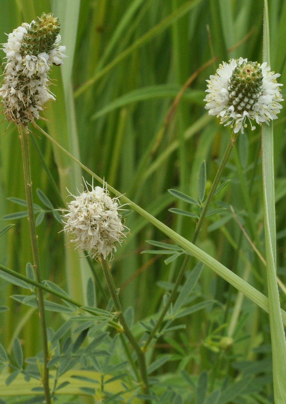 White Prairie Clover | Native American Seed