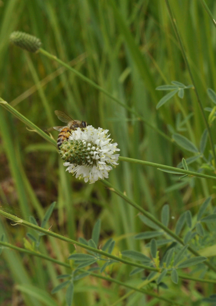 White Prairie Clover | Native American Seed