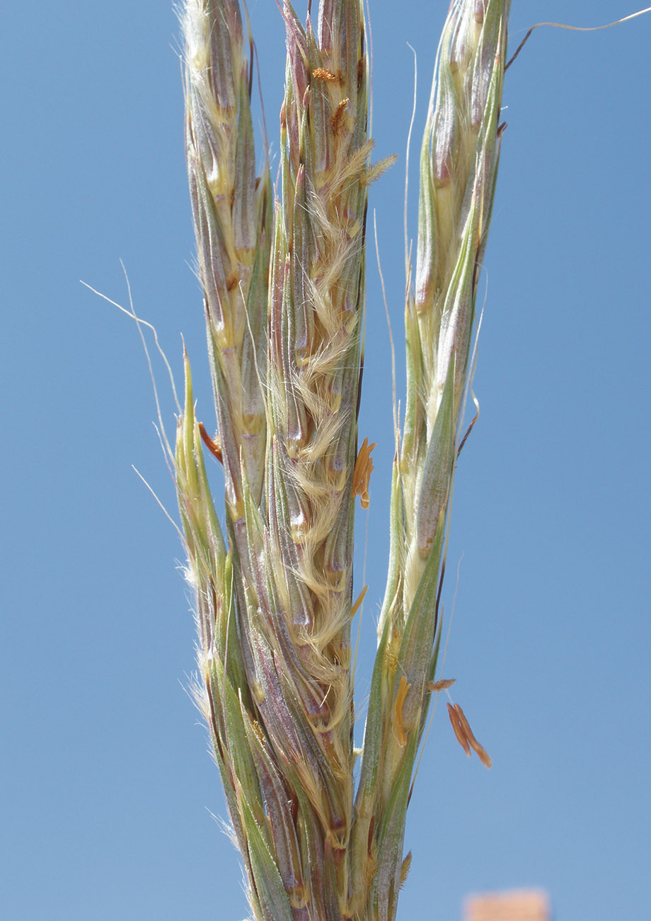 Big Bluestem Roots | Native American Seed