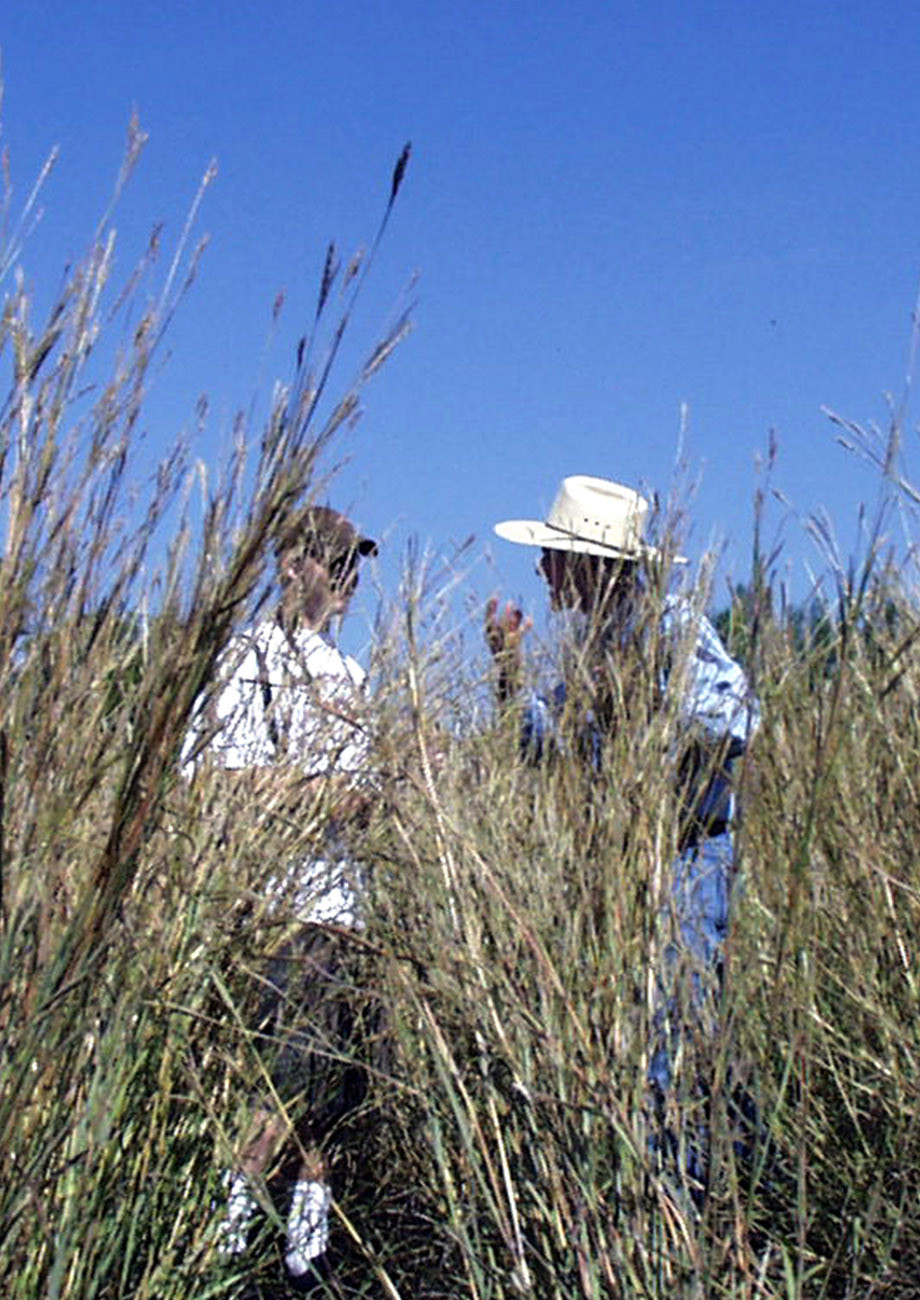 Big Bluestem Roots | Native American Seed