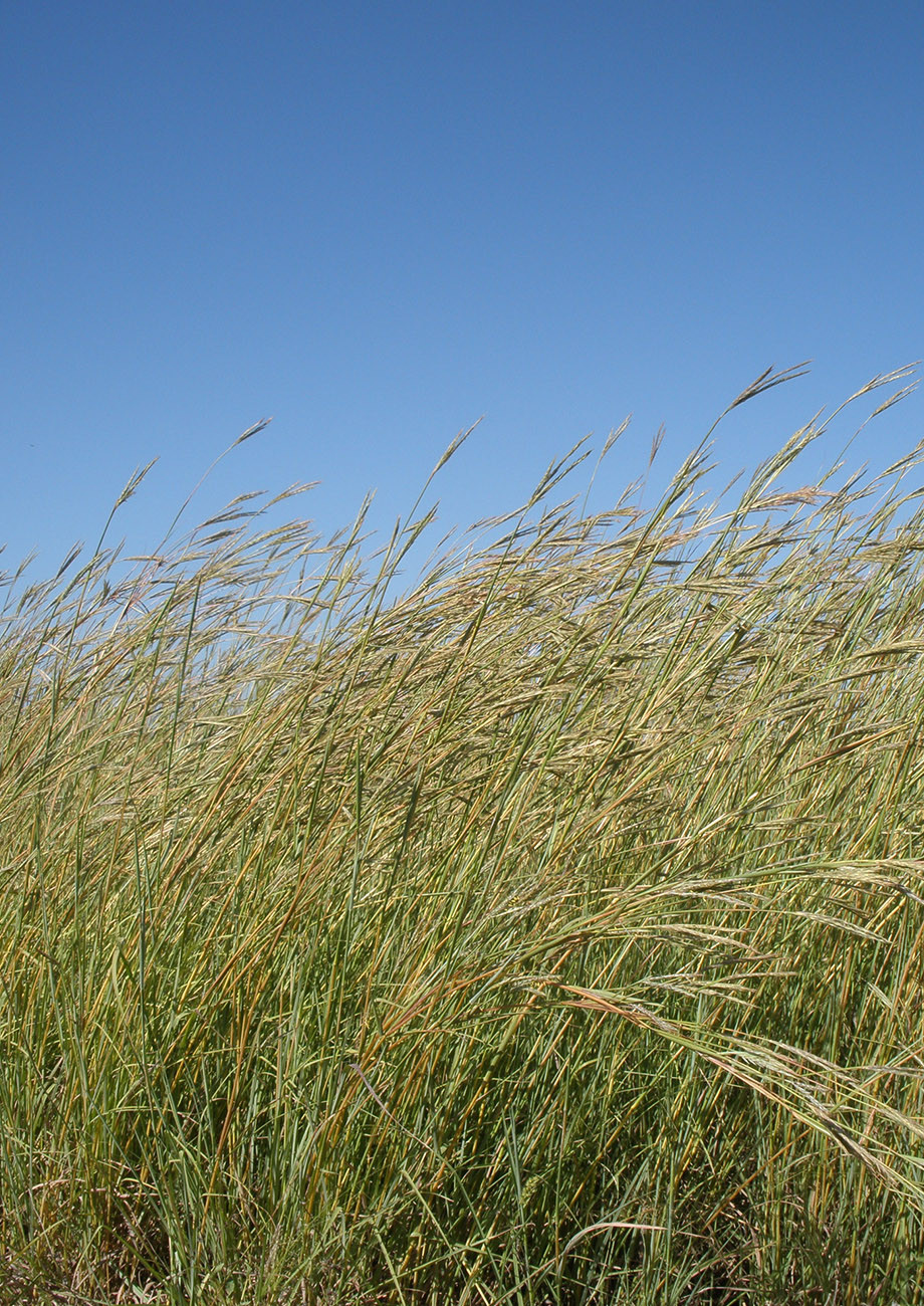 Big Bluestem Roots | Native American Seed
