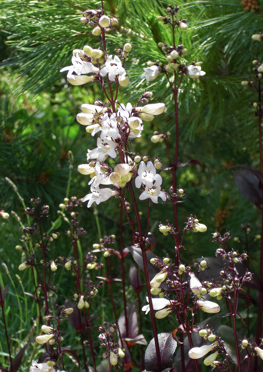 Smooth White Penstemon | Native American Seed