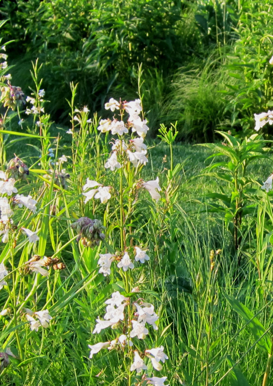 Smooth White Penstemon | Native American Seed