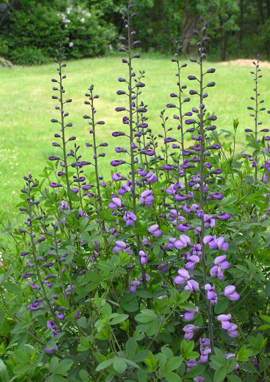 Blue Wild Indigo | Native American Seed