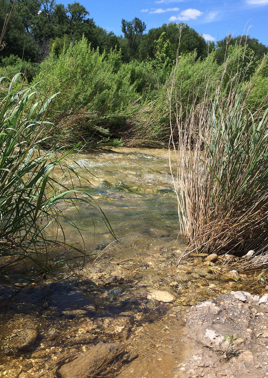 Riparian Recovery Mix | Native American Seed