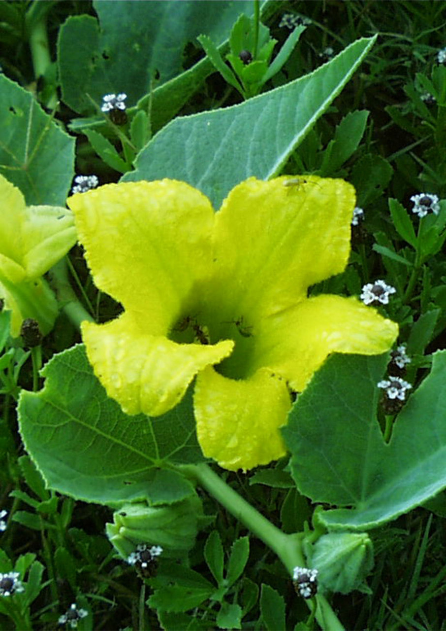 Buffalo Gourd | Native American Seed