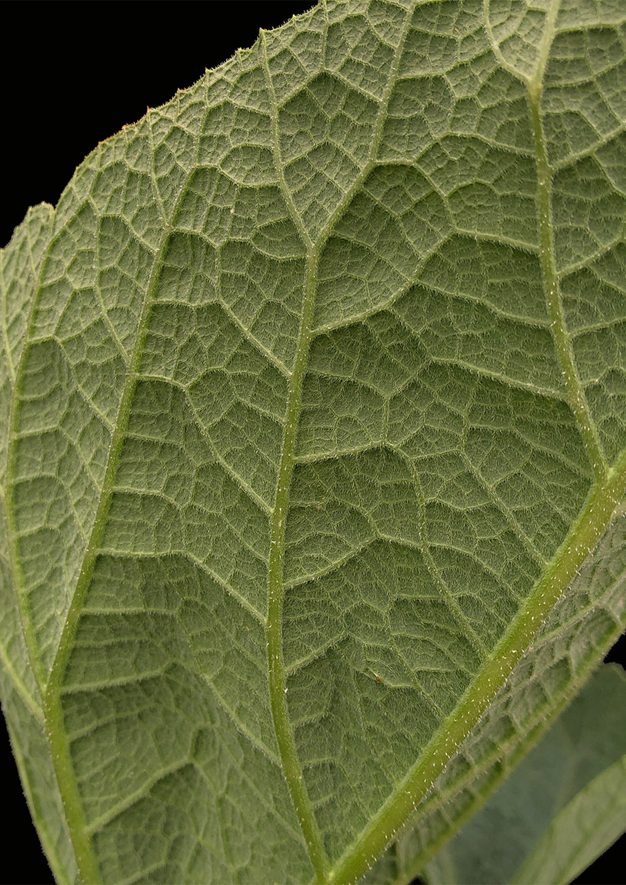 Buffalo Gourd | Native American Seed