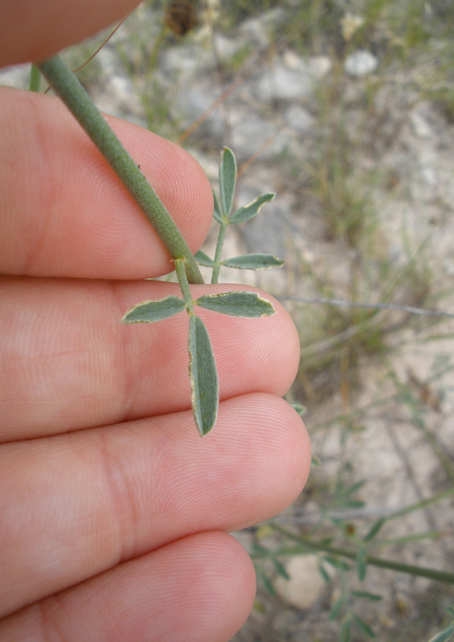 Golden Dalea | Native American Seed