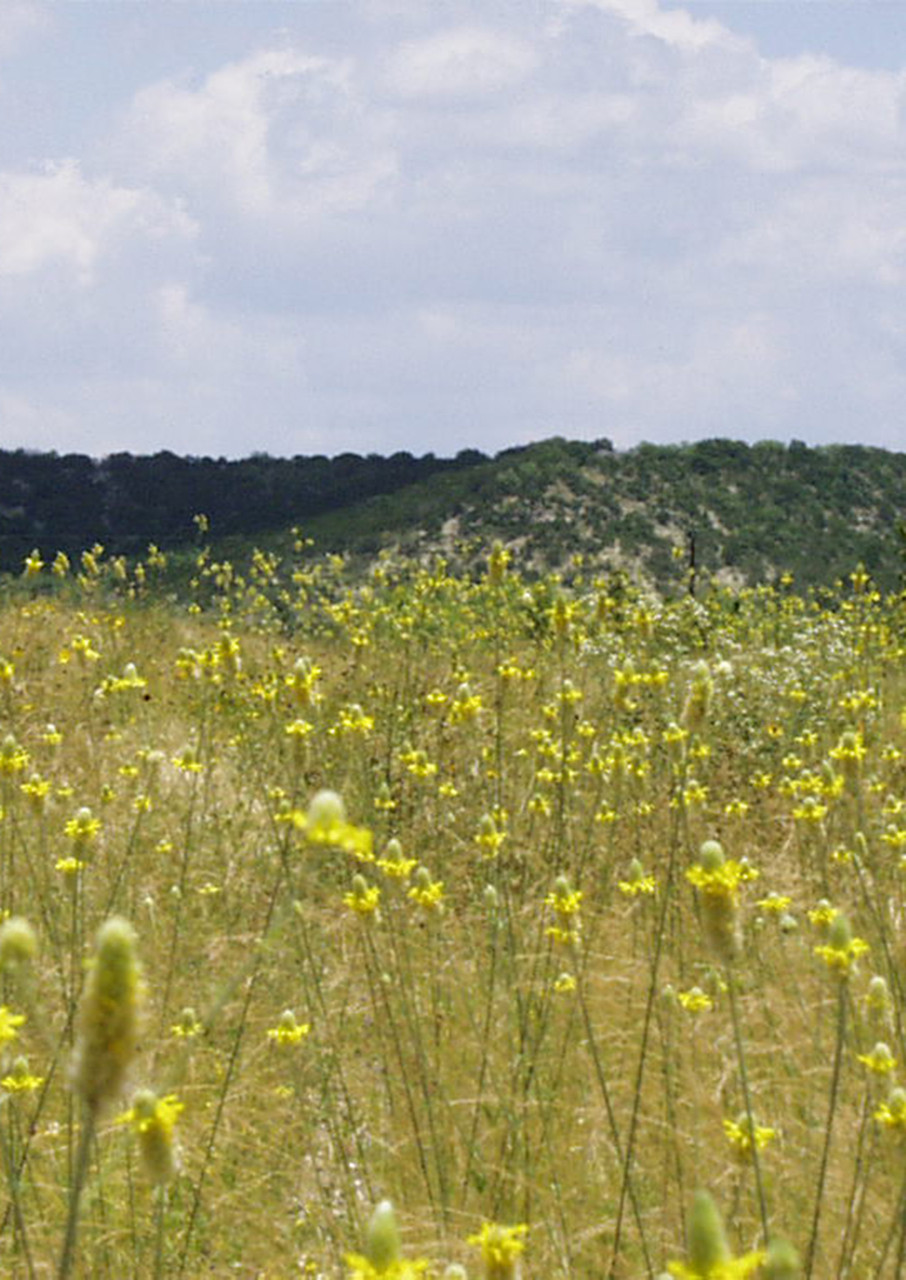 Golden Dalea | Native American Seed