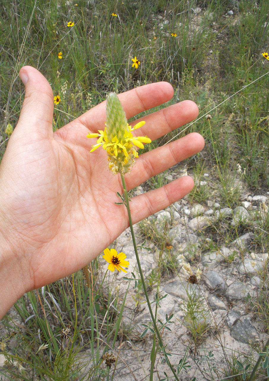 Golden Dalea | Native American Seed