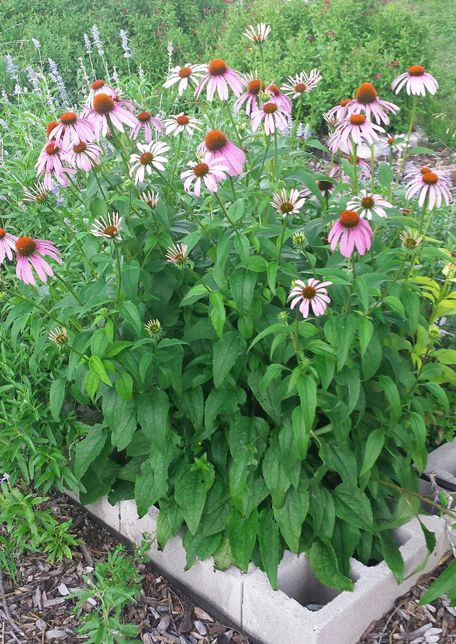 Purple Coneflower | Native American Seed