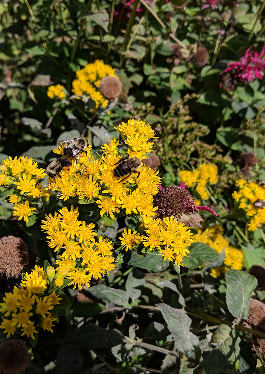 Tall Goldenrod | Native American Seed