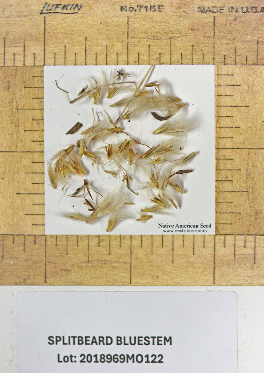 Splitbeard Bluestem | Native American Seed