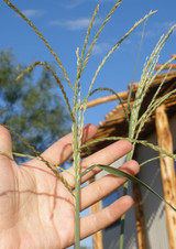 Green Sprangletop | Native American Seed