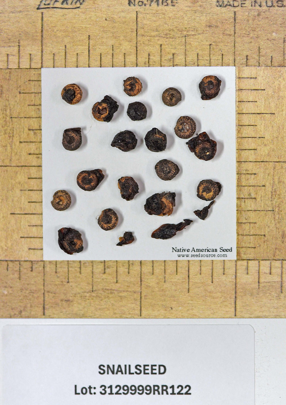 Snailseed | Native American Seed