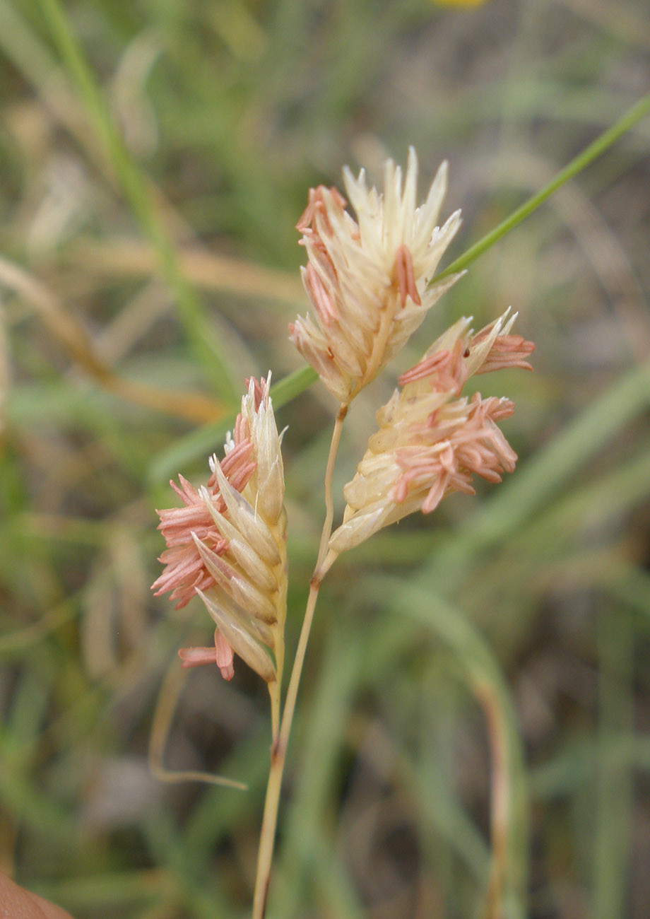 Buffalograss | Native American Seed